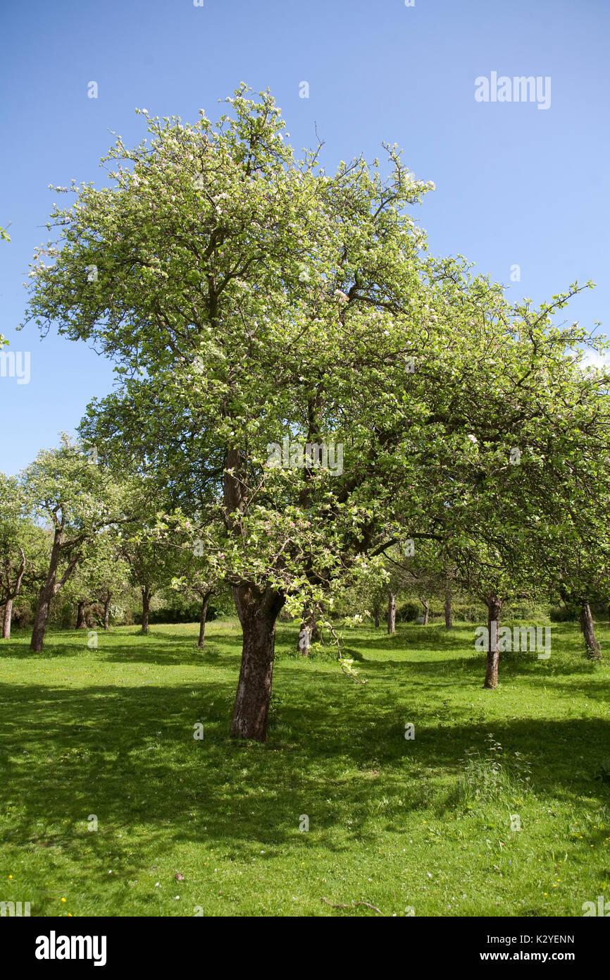Whiteways Cider apple orchard in Spring flowering blossom May Stock ...