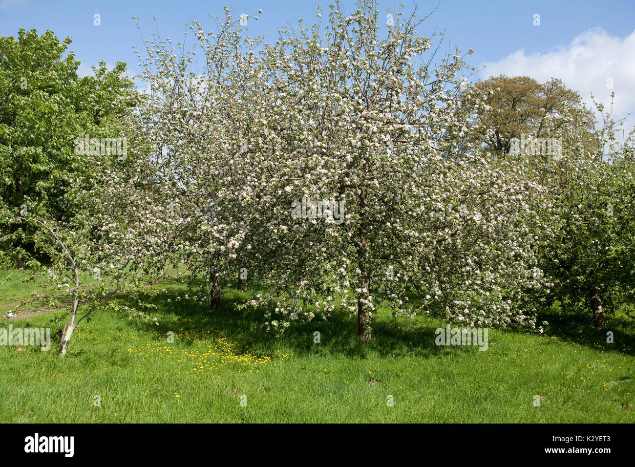 Whiteways Cider apple orchard in Spring flowering blossom May Stock ...
