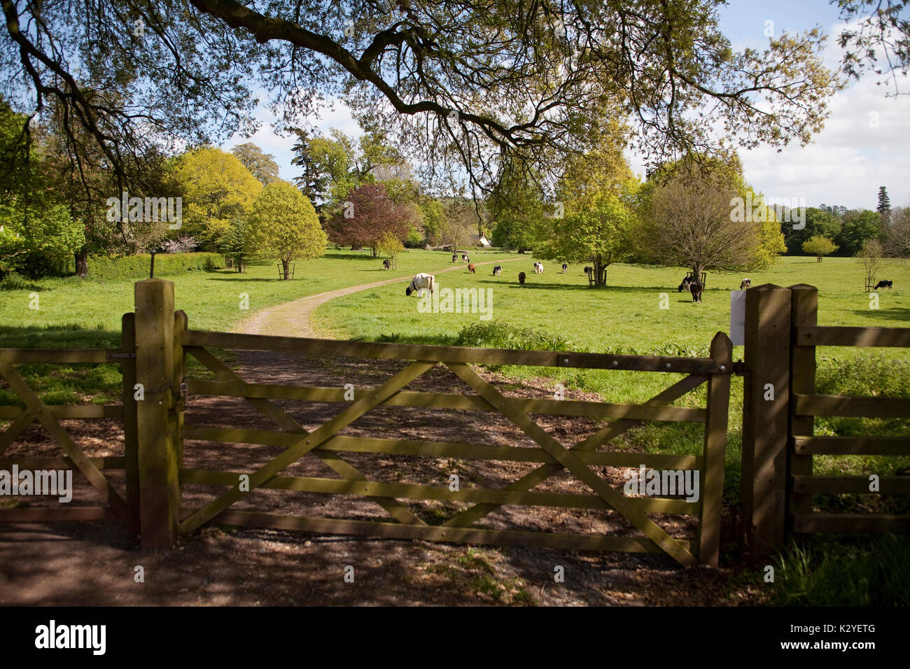 Killerton spring hi-res stock photography and images - Alamy