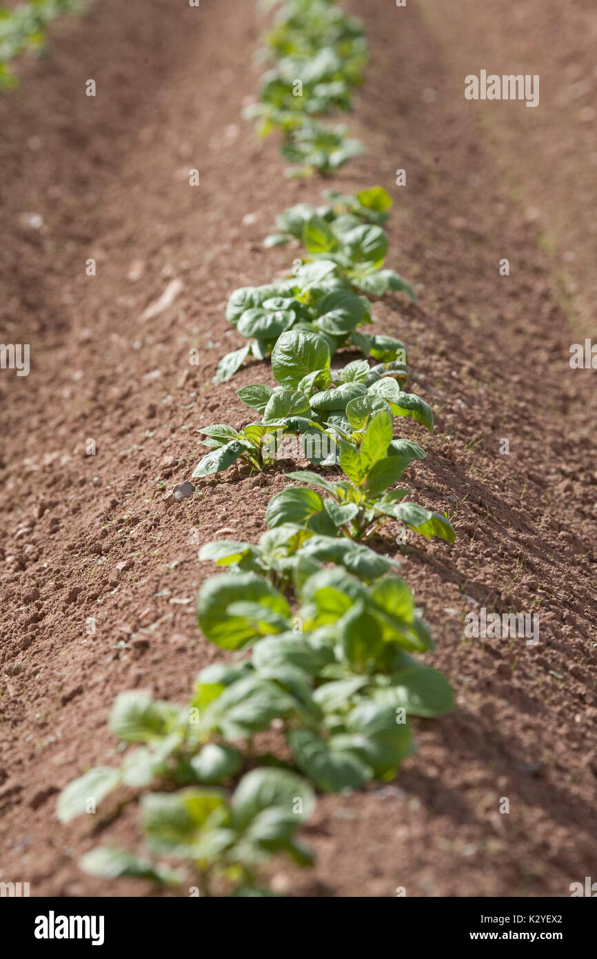 Potato crop growing Stock Photo - Alamy