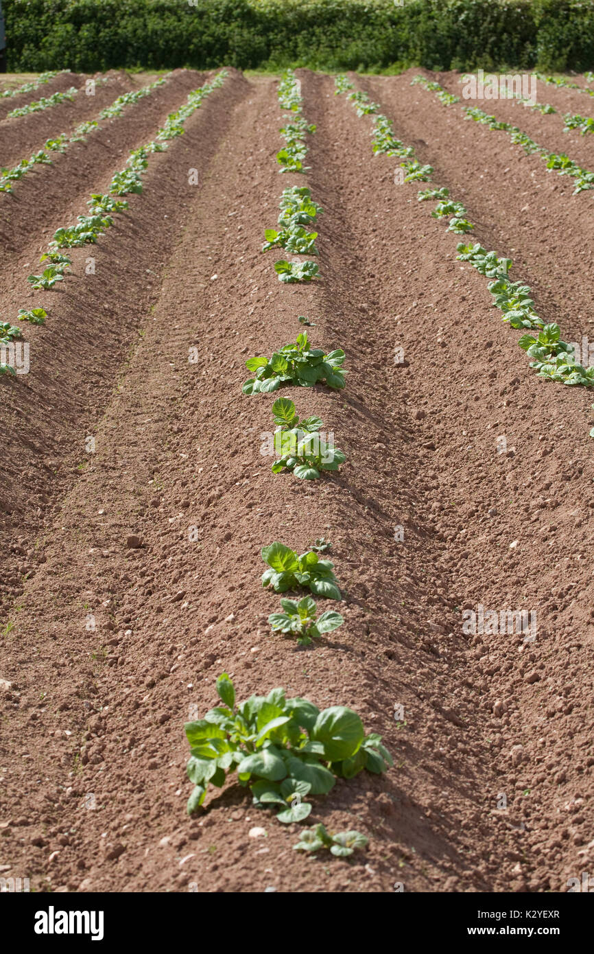 Potato crop growing Stock Photo - Alamy