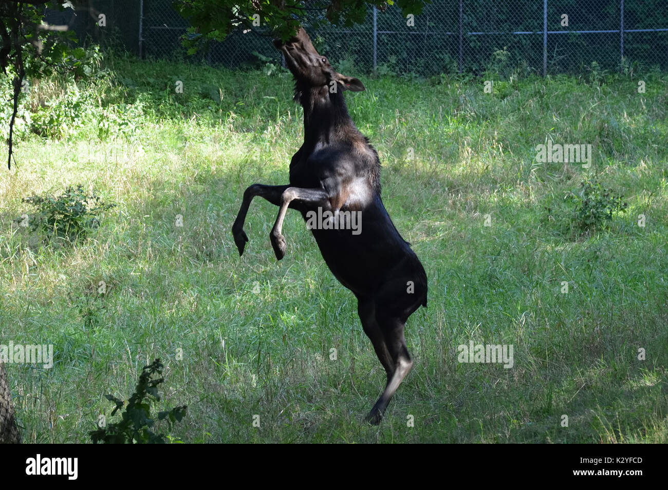 Moose eating leaves on a tree Stock Photo - Alamy
