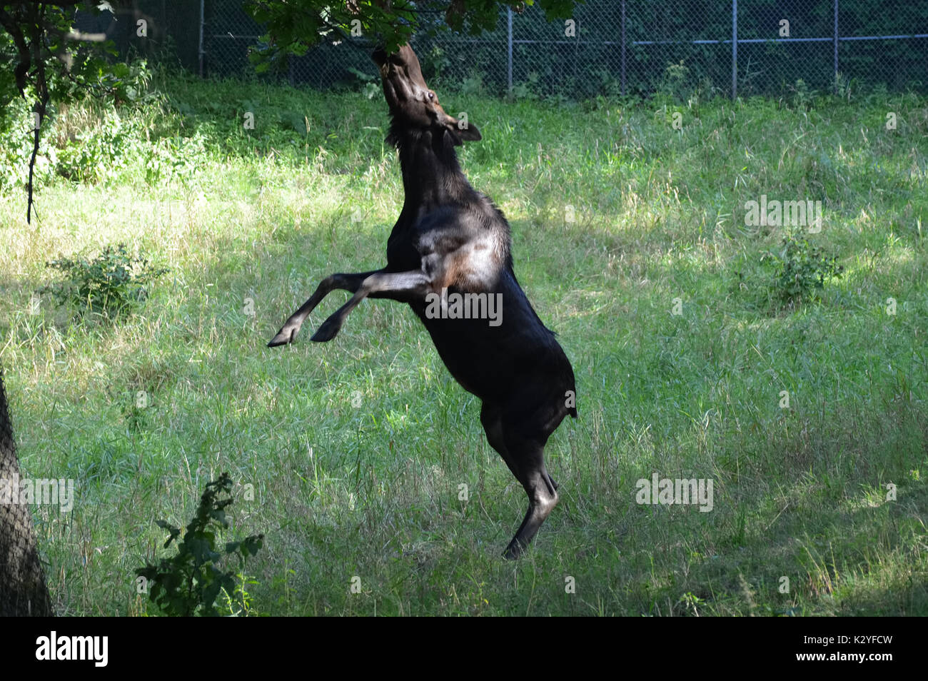 Moose eating leaves on a tree Stock Photo - Alamy