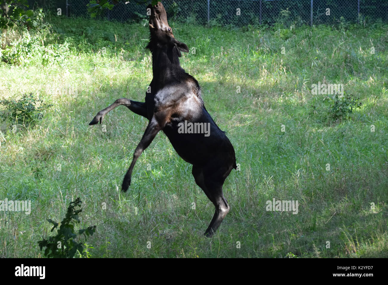 Moose eating leaves on a tree Stock Photo - Alamy
