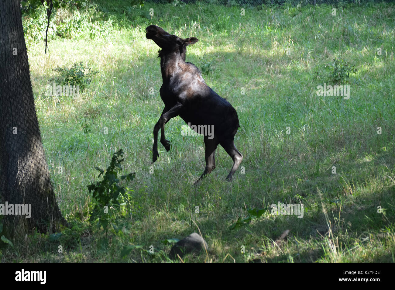 Moose eating leaves on a tree Stock Photo - Alamy