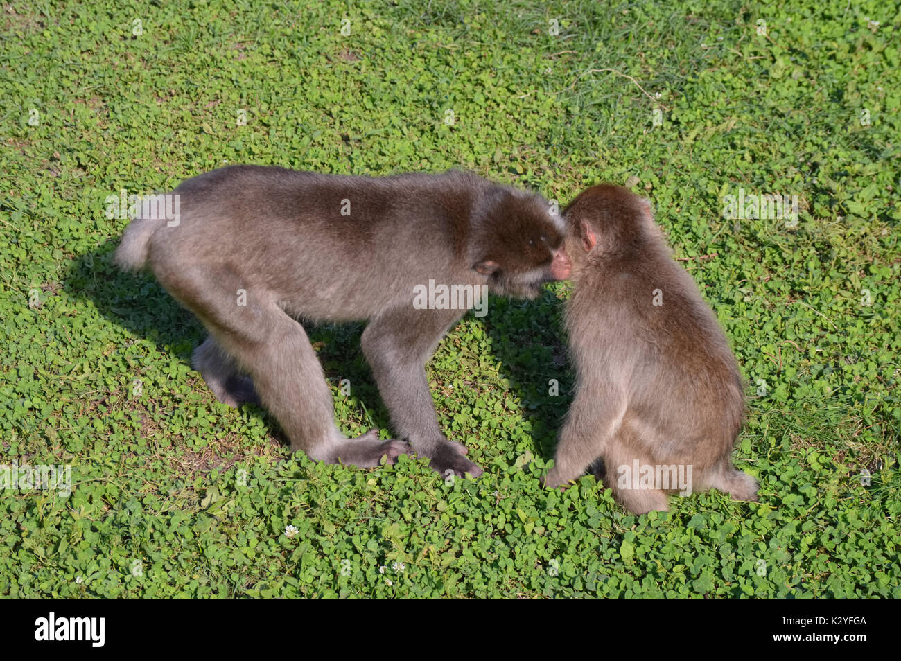 Monkey with pink face hi-res stock photography and images - Alamy