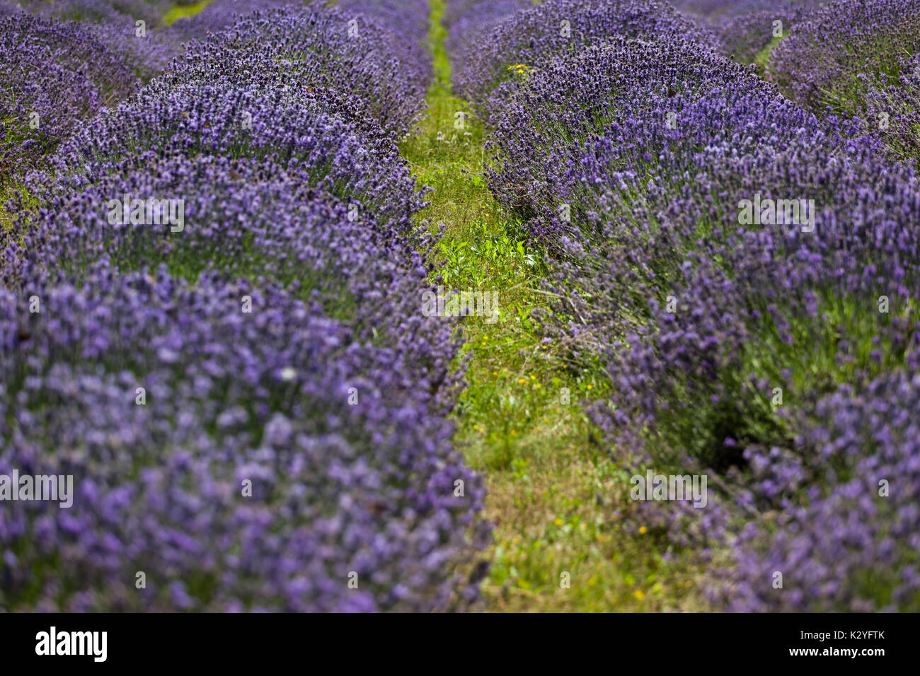 Ivanji grad hi-res stock photography and images - Alamy