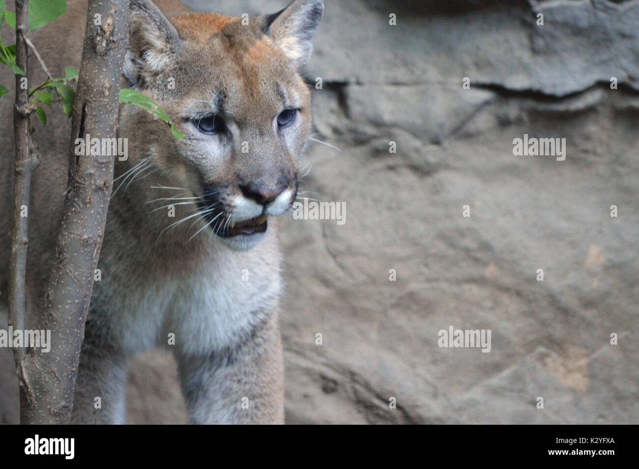 Puma in the outdoors Stock Photo - Alamy