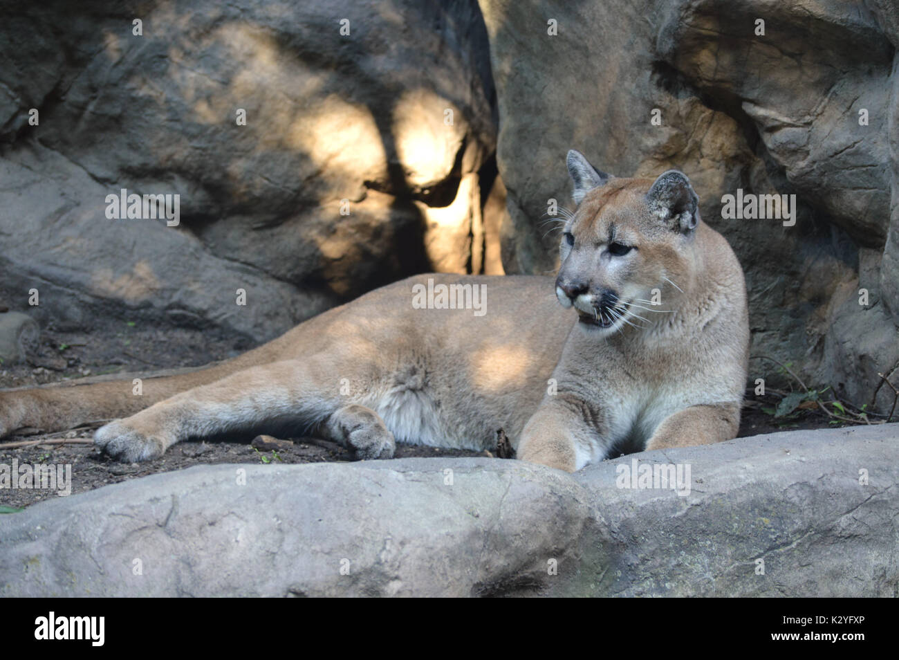 Puma in the outdoors Stock Photo - Alamy