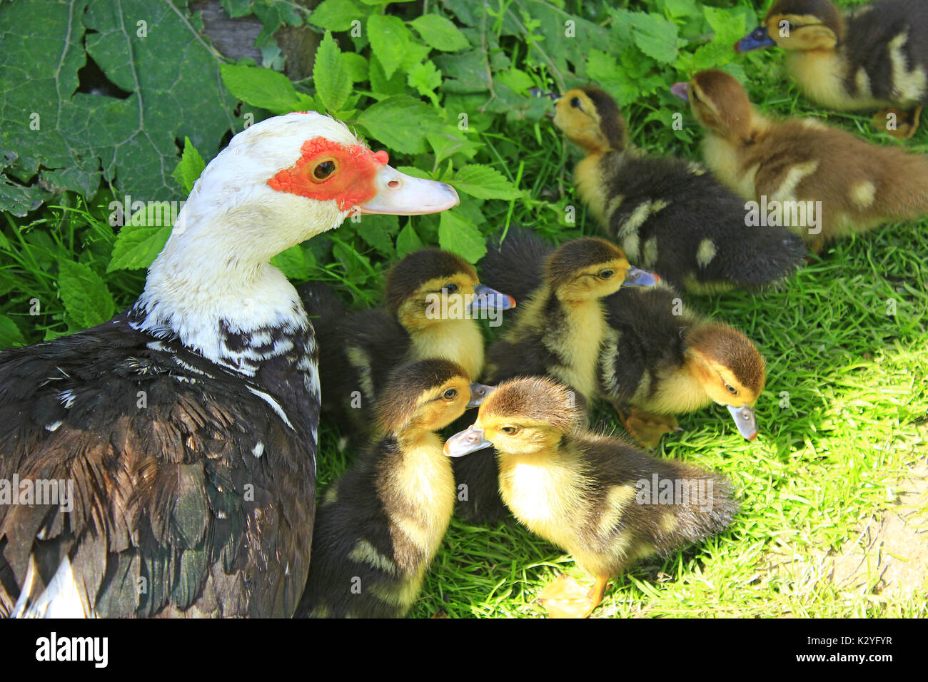 Muscovy duck hen with amusing ducklings in the poultry Stock Photo - Alamy