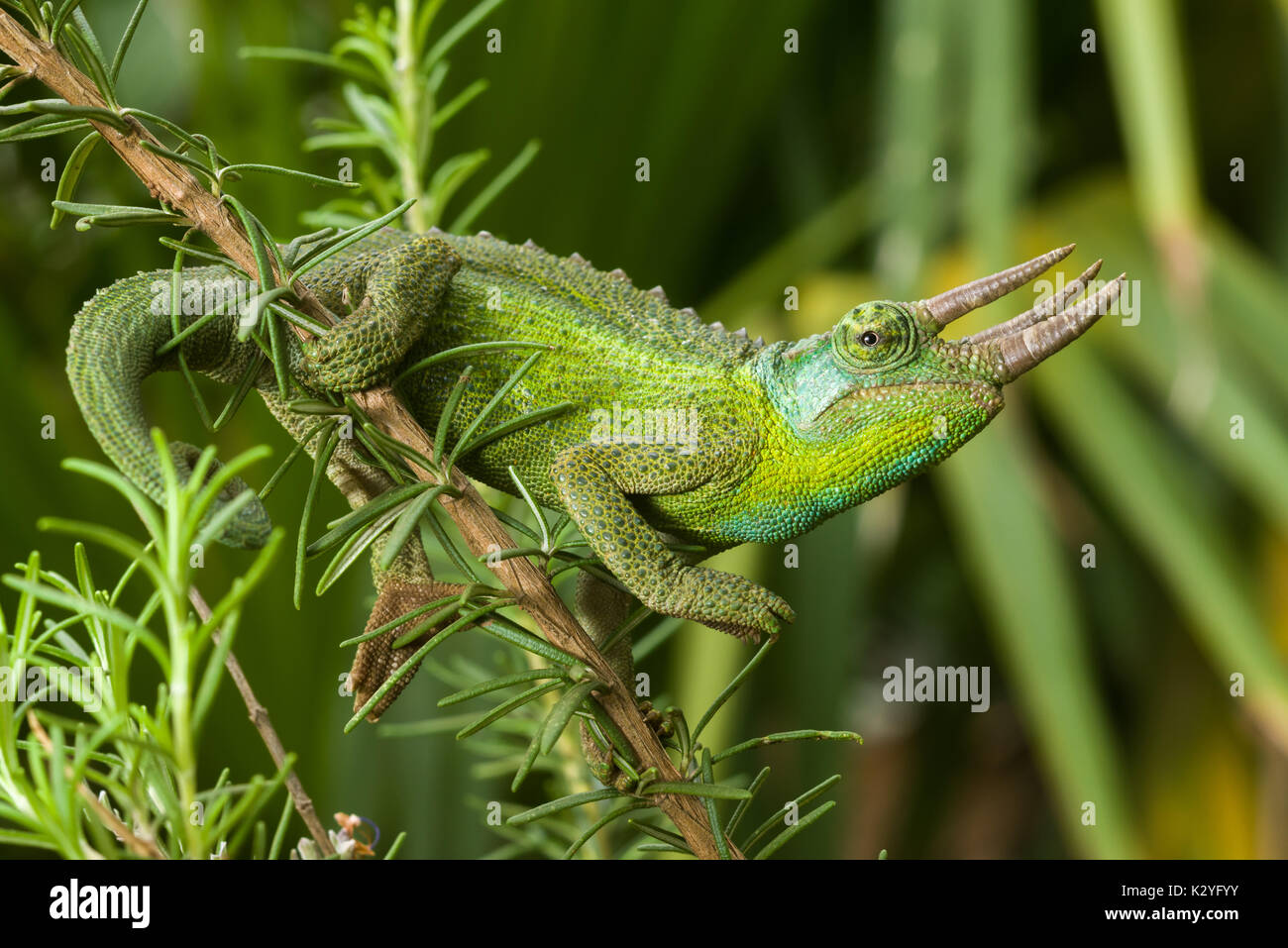 Male jacksons chameleon High Resolution Stock Photography and Images ...