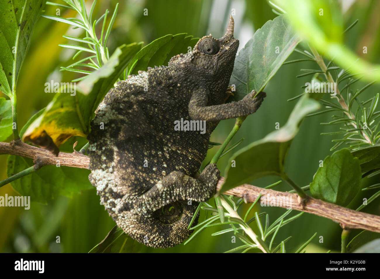Female adult Jackson's chameleon (Trioceros jacksonii jacksonii) on branch, Nairobi, Kenya Stock ...