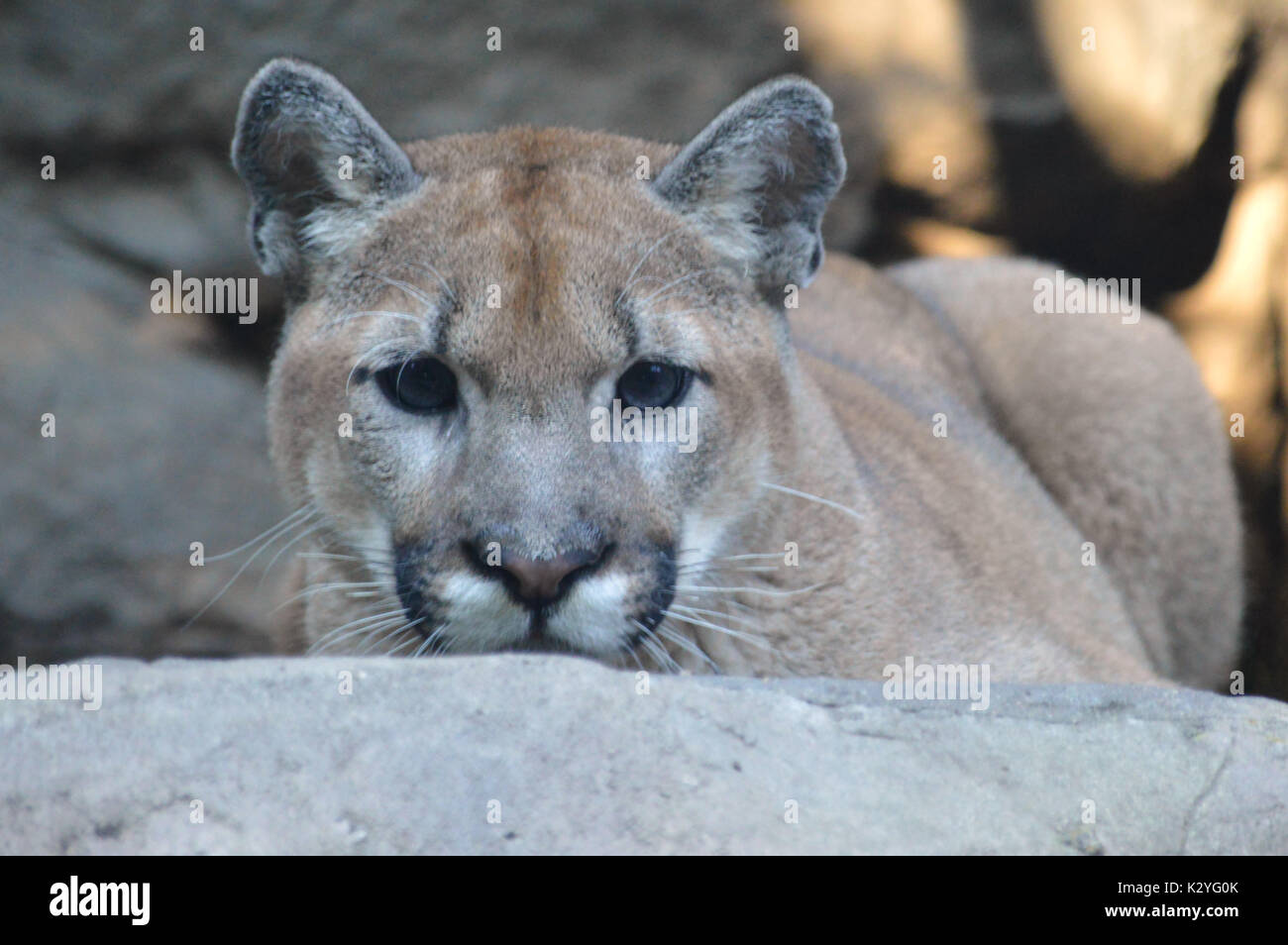 Puma in the outdoors Stock Photo - Alamy