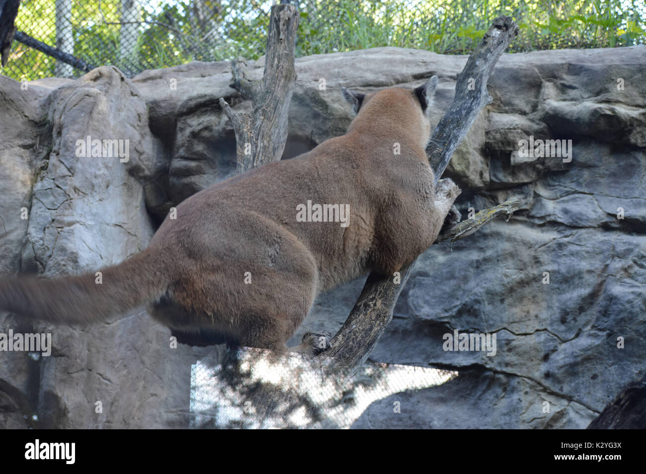 Puma in the outdoors Stock Photo - Alamy