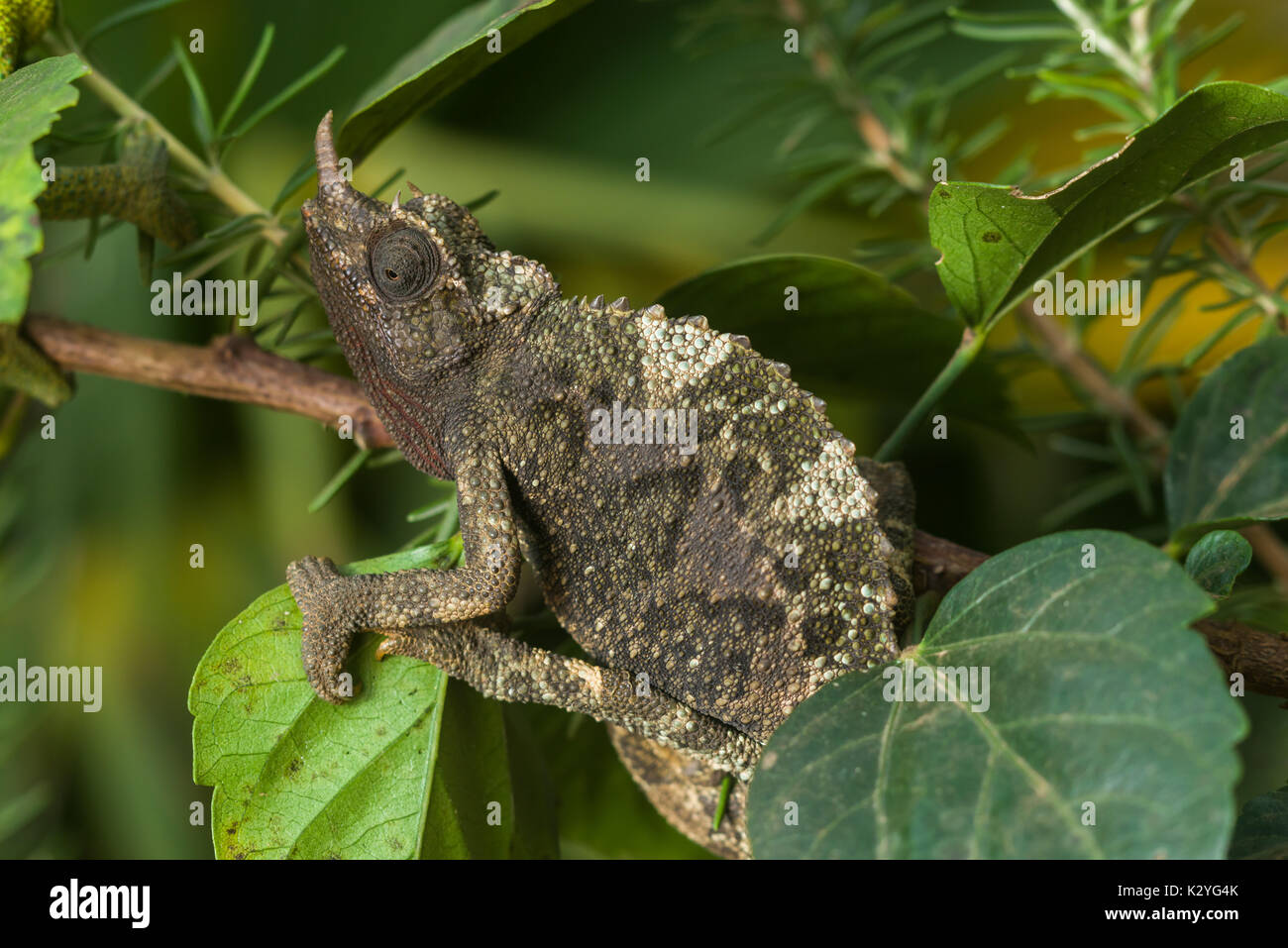 Female adult Jackson's chameleon (Trioceros jacksonii jacksonii) on branch, Nairobi, Kenya Stock ...