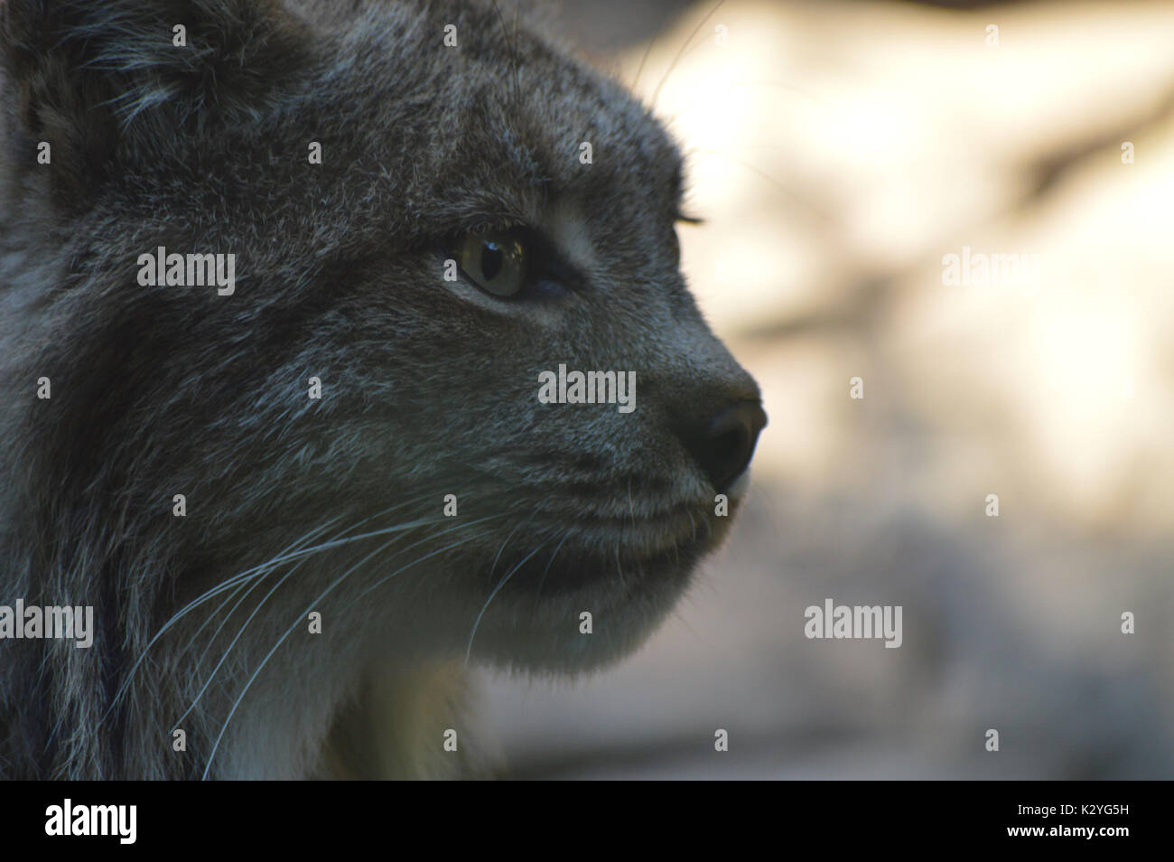 Canadian lynx hi-res stock photography and images - Alamy