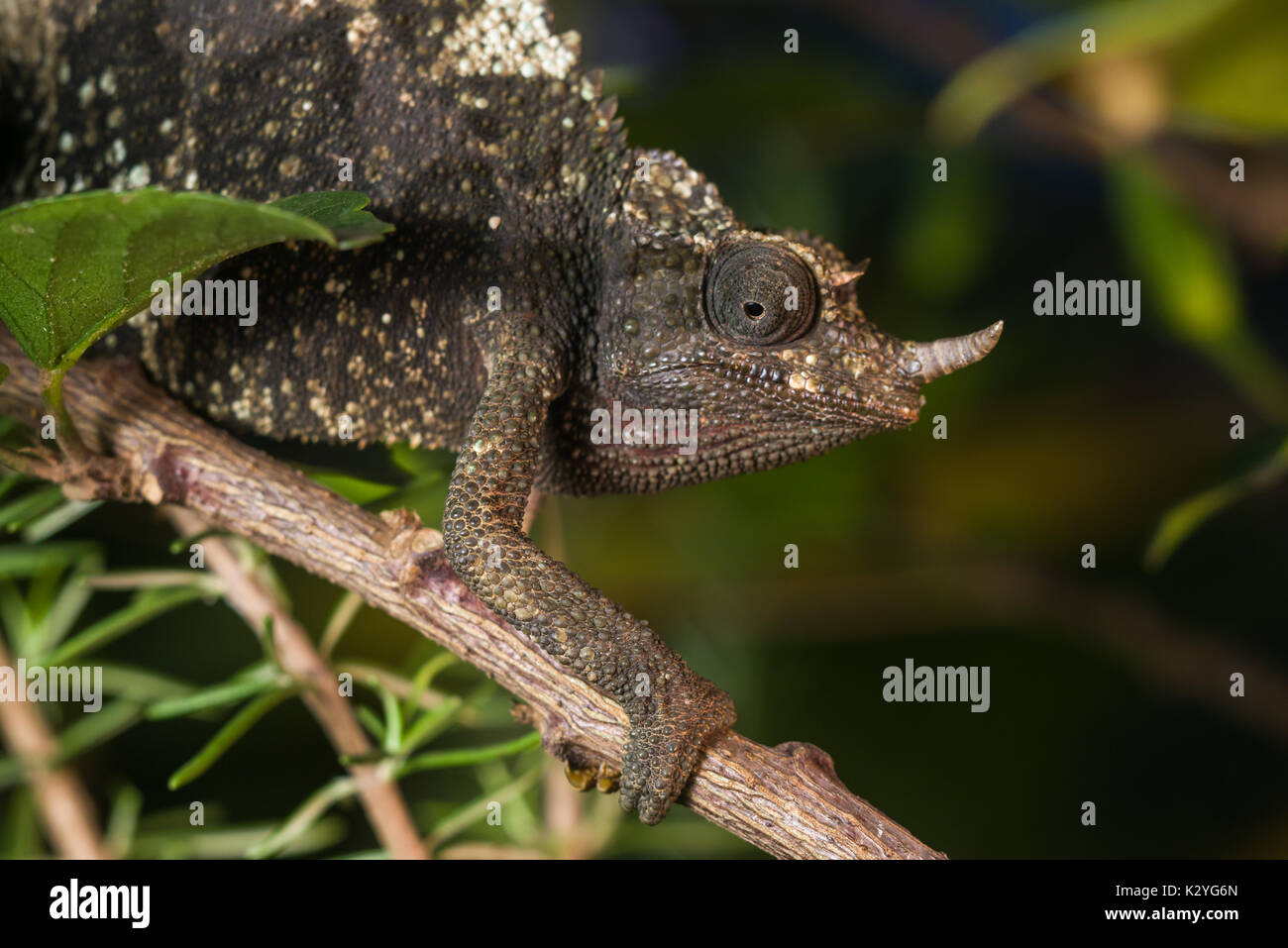 Female adult Jackson's chameleon (Trioceros jacksonii jacksonii) on branch, Nairobi, Kenya Stock ...