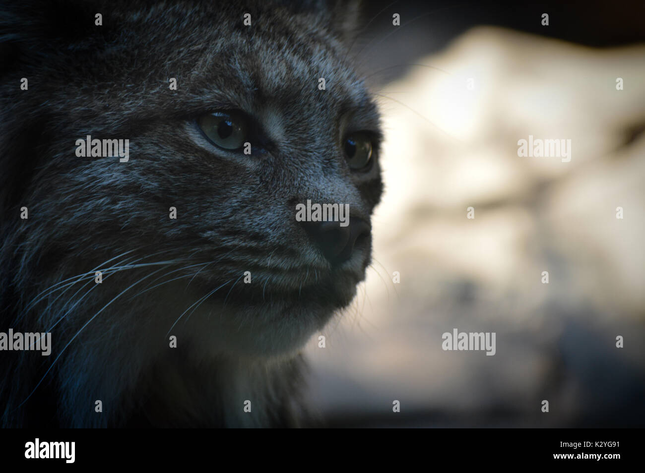 Canadian lynx hi-res stock photography and images - Alamy