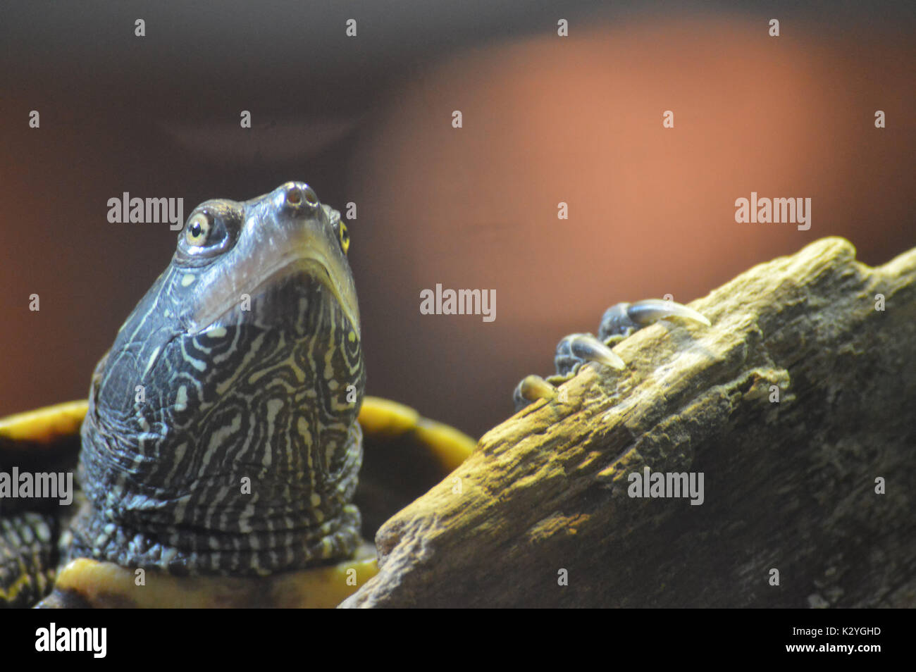 Underneath turtle hi-res stock photography and images - Alamy
