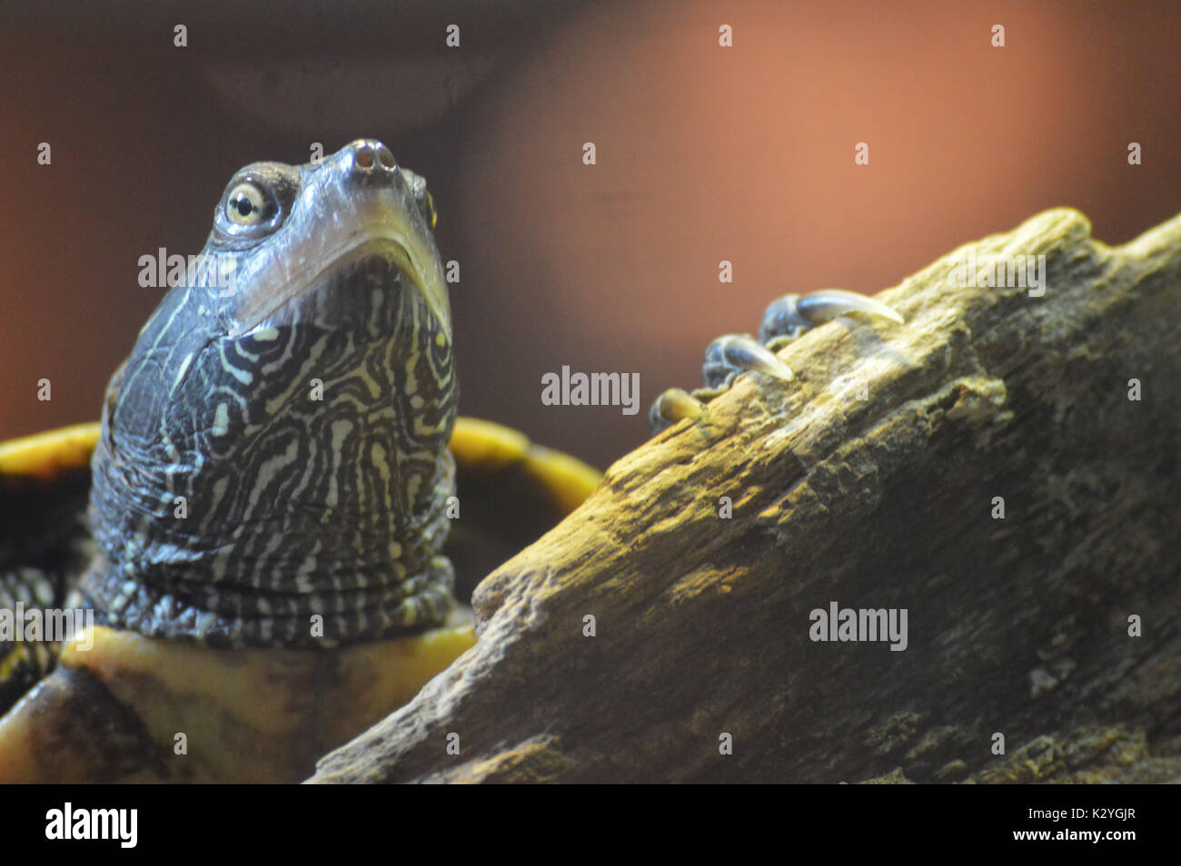 Turtle claws hi-res stock photography and images - Alamy
