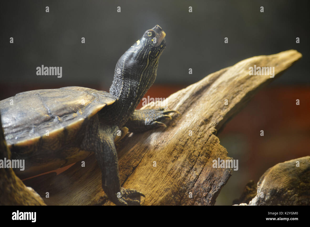 Underneath turtle hi-res stock photography and images - Alamy