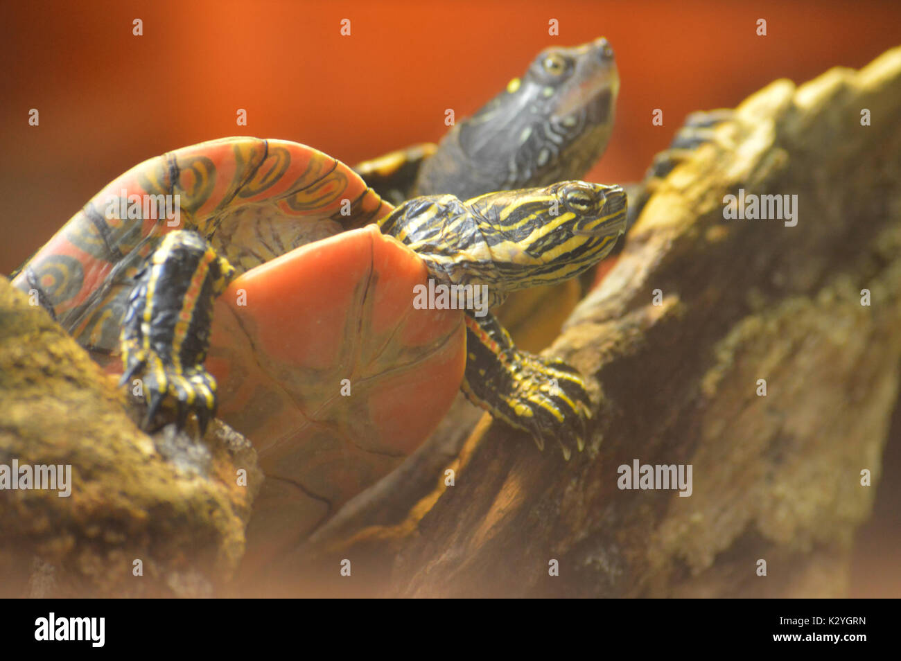 Underneath turtle hi-res stock photography and images - Alamy