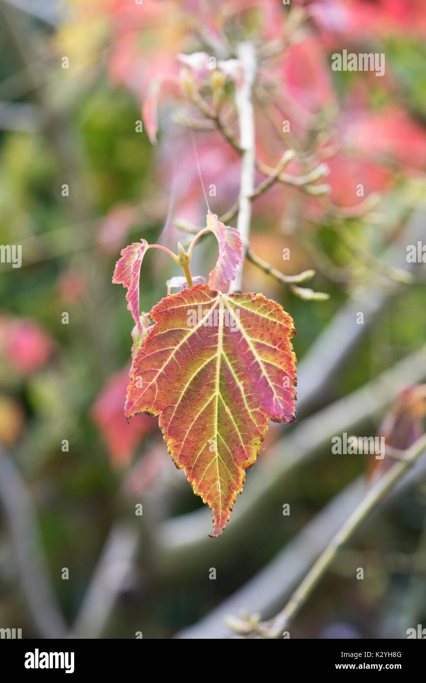 Snakebark maples hi-res stock photography and images - Alamy