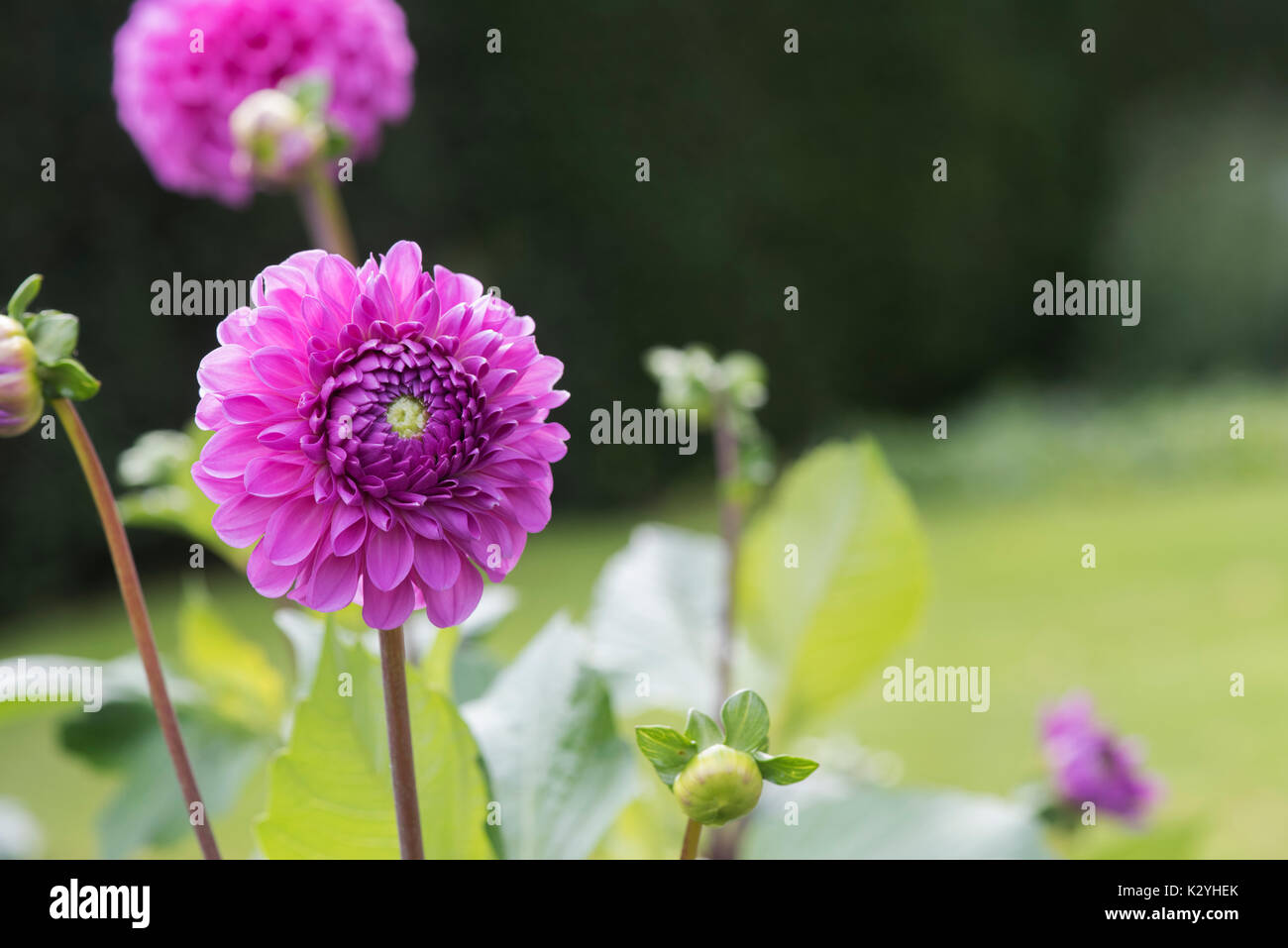 Dahlia 'Westerton folly' flowers Stock Photo - Alamy