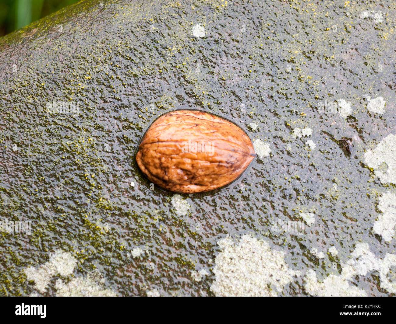 Walnut dew hi-res stock photography and images - Alamy