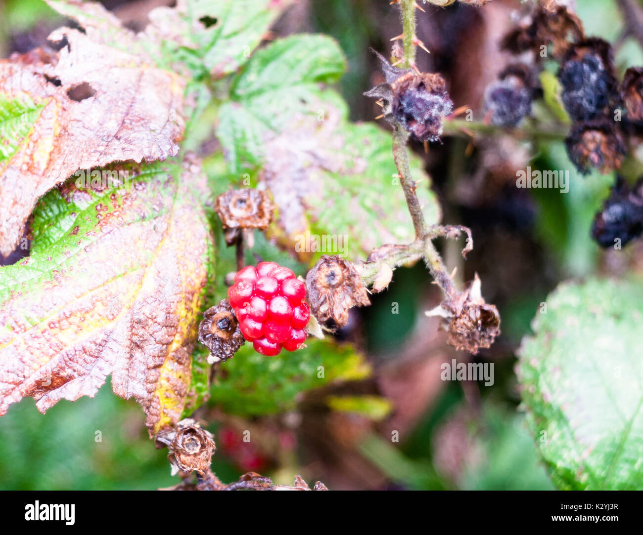 close up red blackberry bramble Rubus fruticosus; England; UK Stock ...