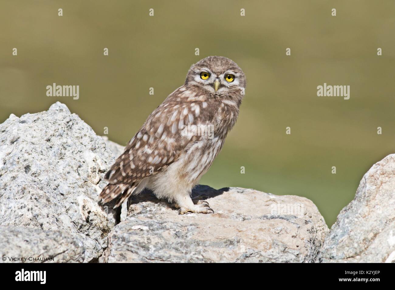 Himalayan wolf india hi-res stock photography and images - Alamy