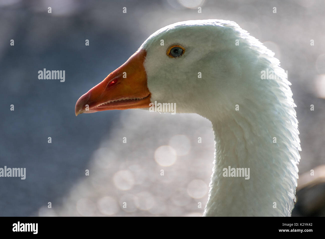 White goose close up hi-res stock photography and images - Alamy