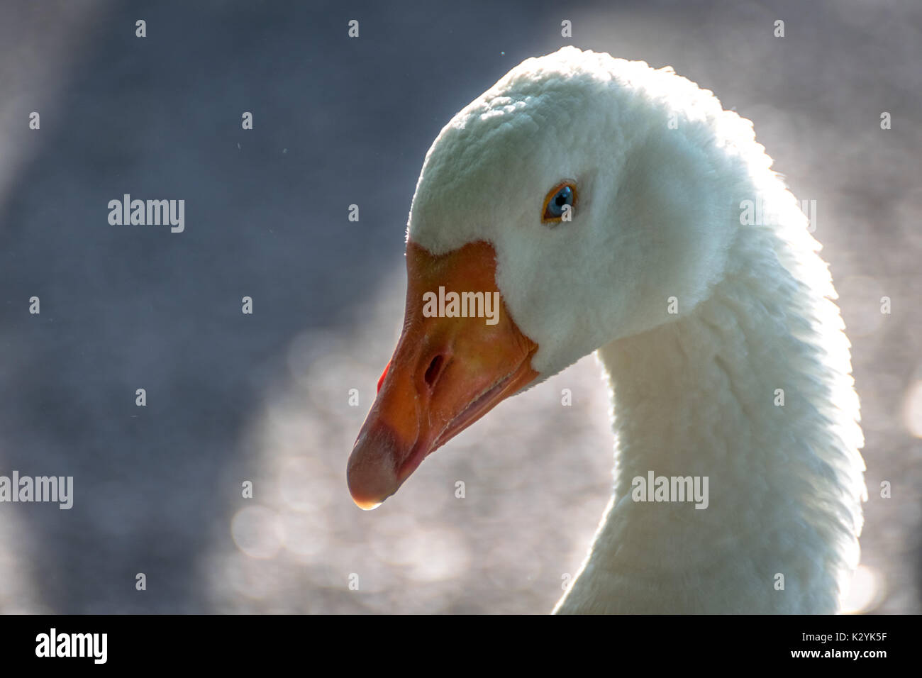 Close up portrait photography of goose head hi-res stock photography ...