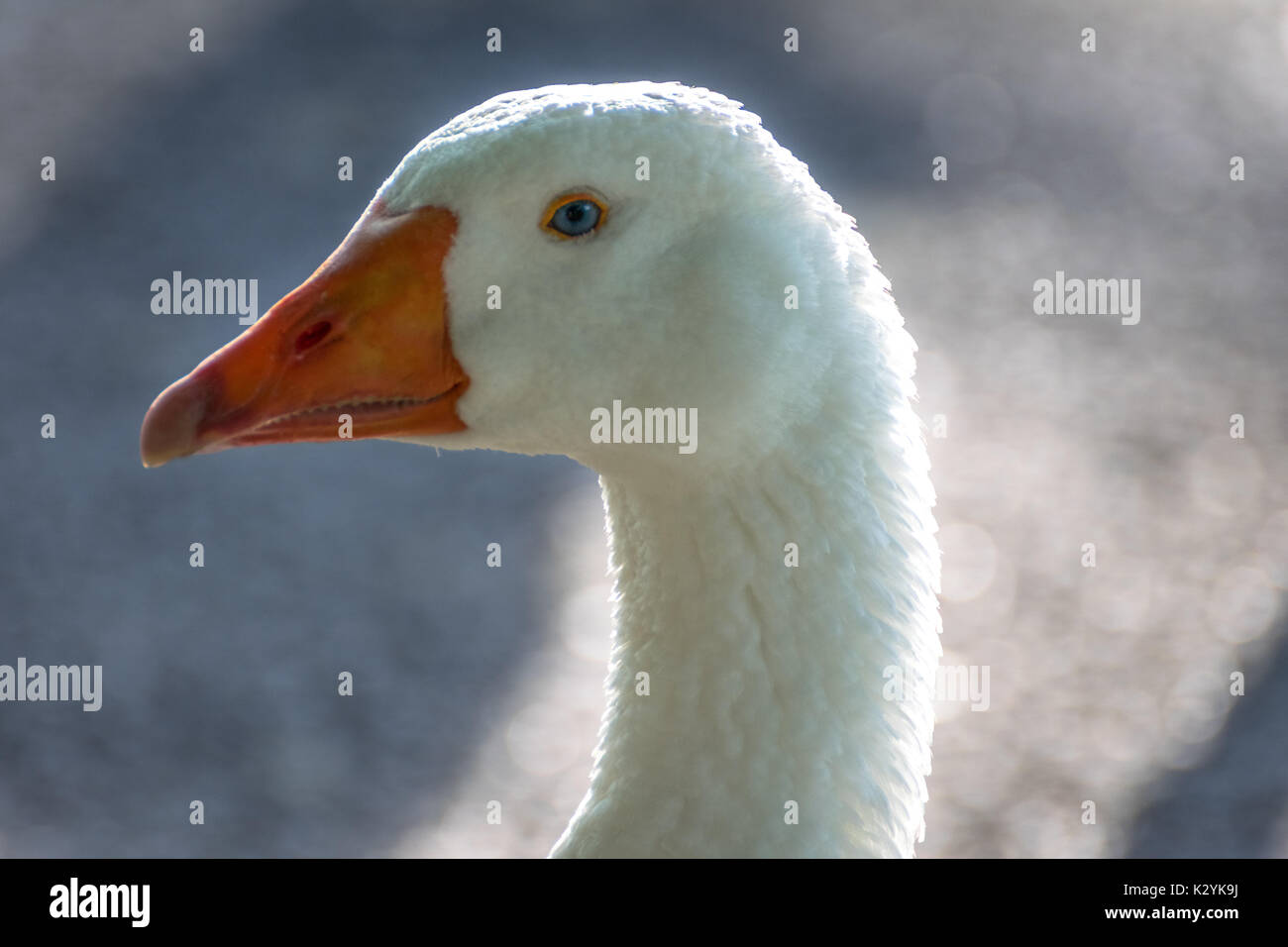 Close up portrait photography of goose head hi-res stock photography ...