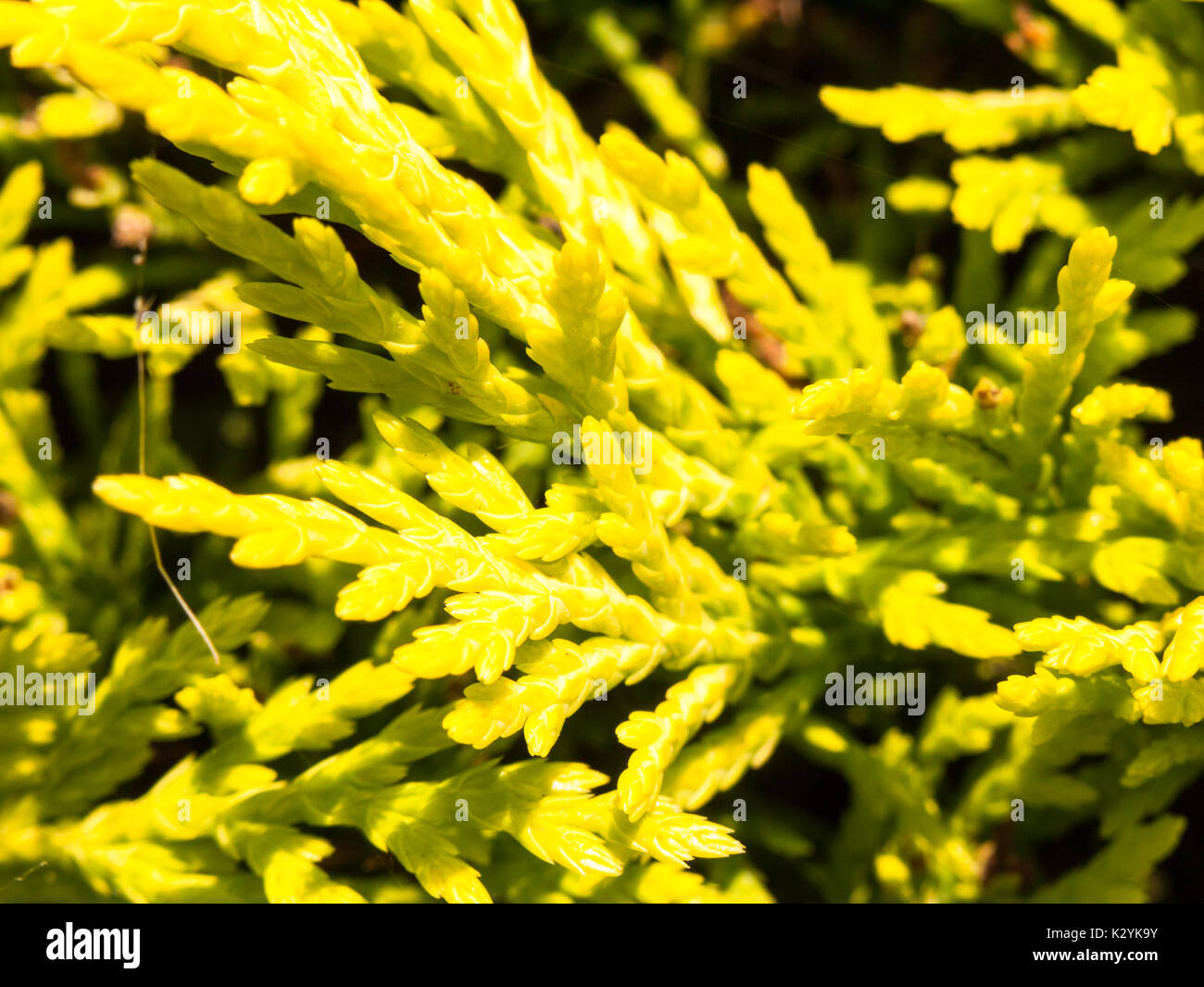 close up texture of bright conifer tree plant background Pinophyta ...