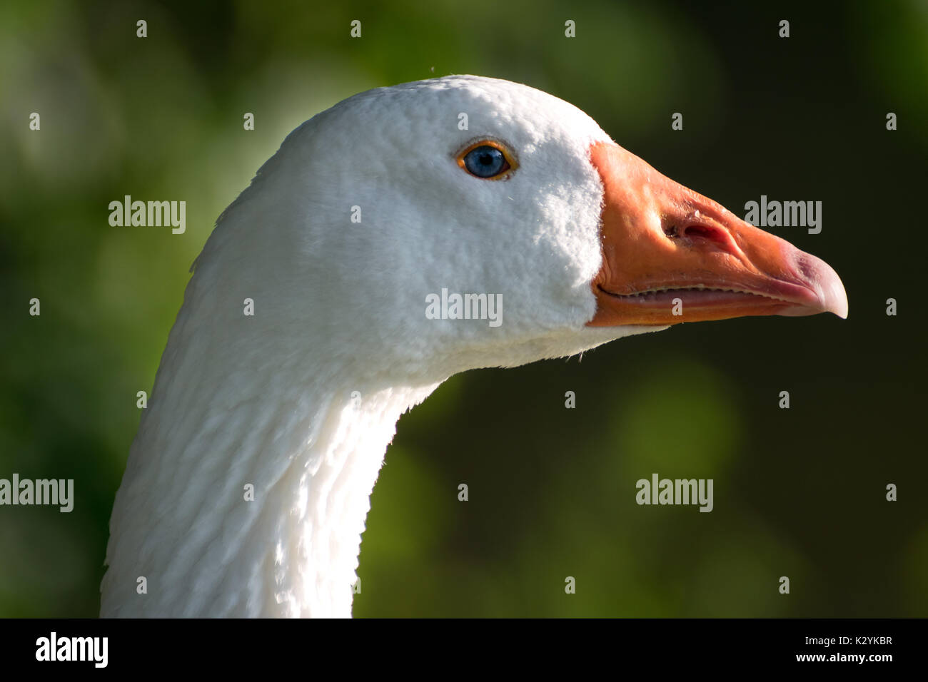 Close up portrait photography of goose head hi-res stock photography ...