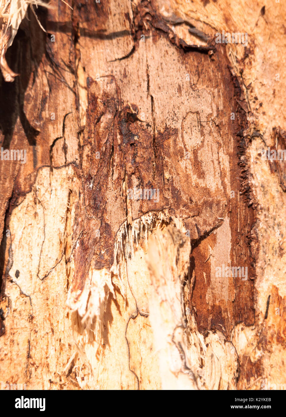 close up texture of wood bark on tree cut into; England; UK Stock Photo ...