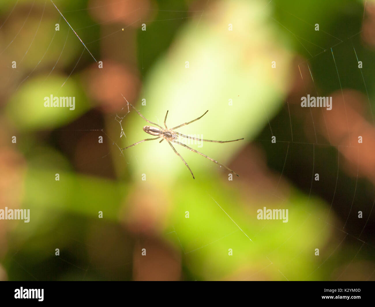 common uk spider on web outside summer; England; UK Stock Photo - Alamy
