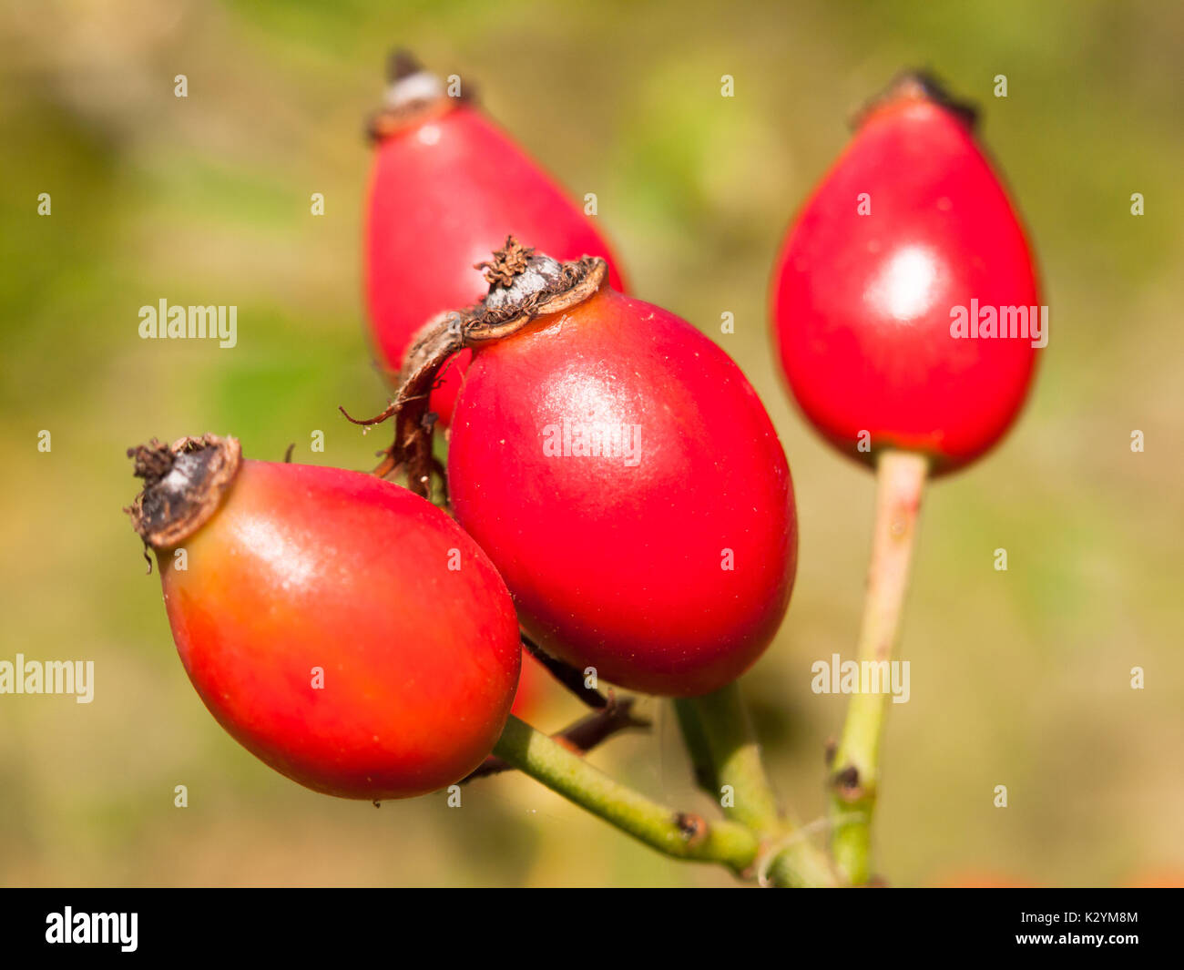 four fresh red ripe rose hips wild on branch rosa canina; England; UK ...