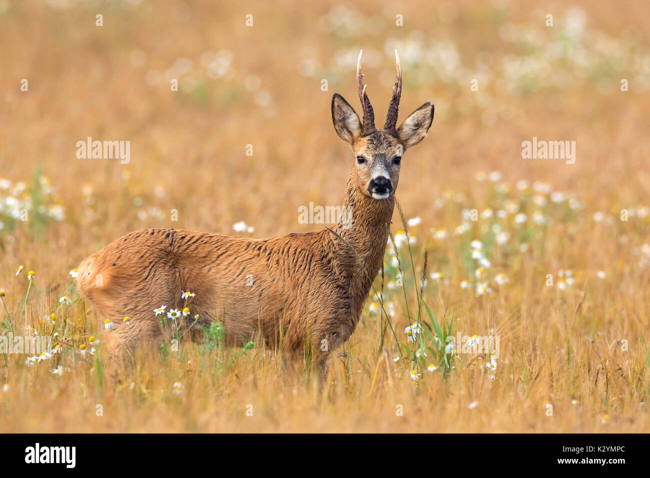European roe deer (Capreolus capreolus) buck foraging in cereal field ...