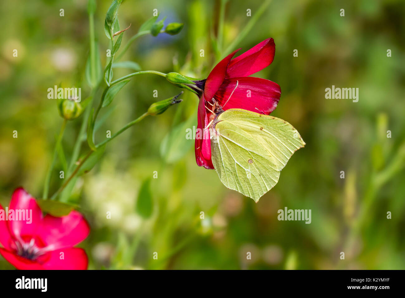 Nectar feeding insects hi-res stock photography and images - Alamy