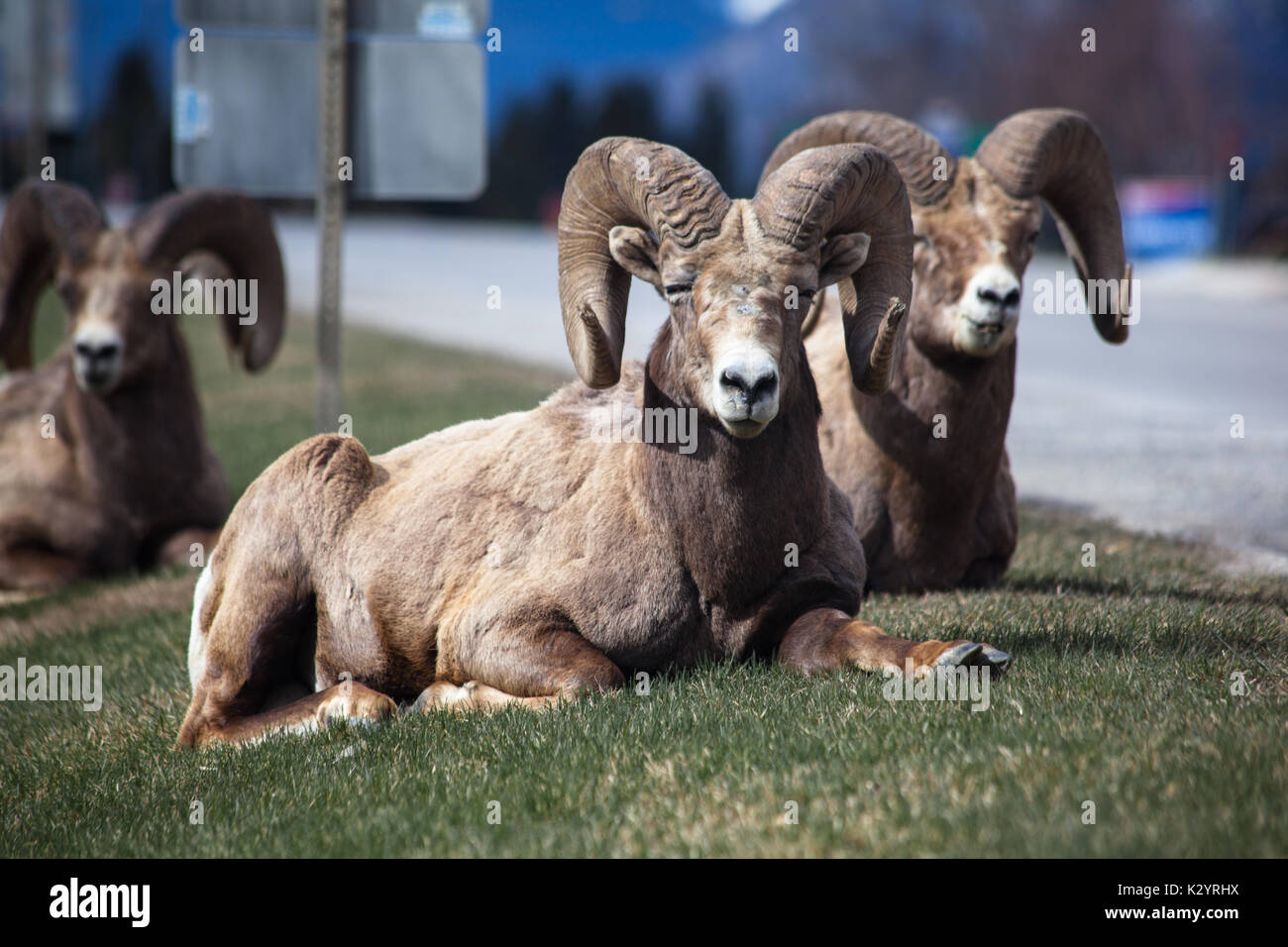 Ram's Roadside, the Village of Radium Hotsprings Stock Photo - Alamy