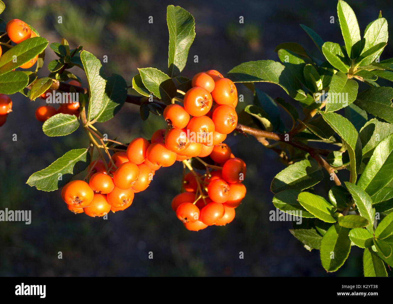 Pyracantha berry bush Stock Photo - Alamy