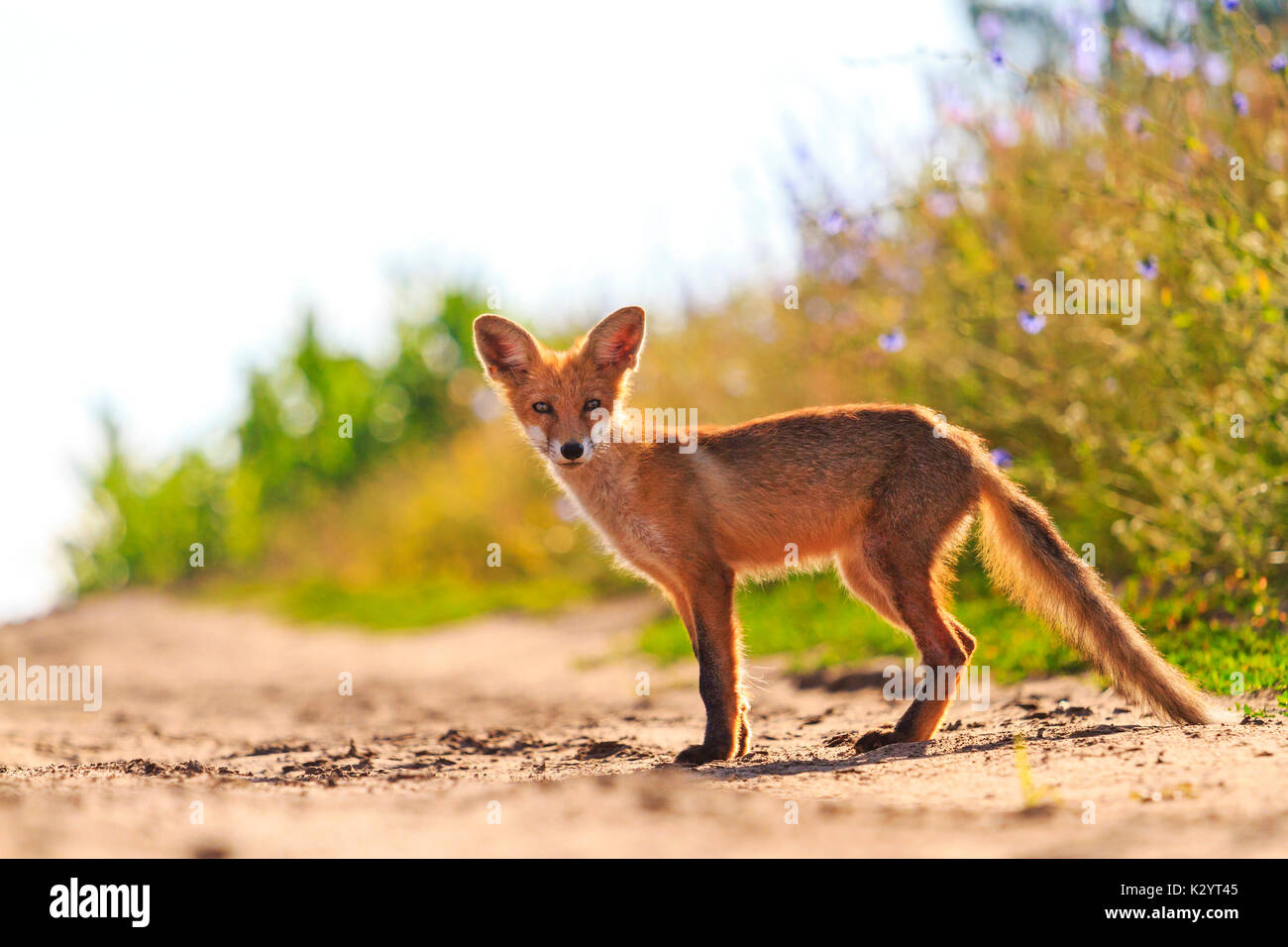 Younganimal hi-res stock photography and images - Alamy