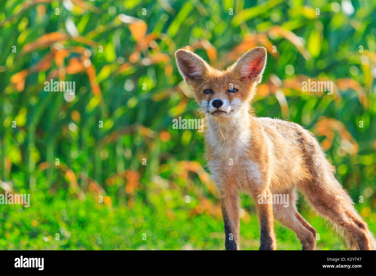 Youngredfox hi-res stock photography and images - Alamy