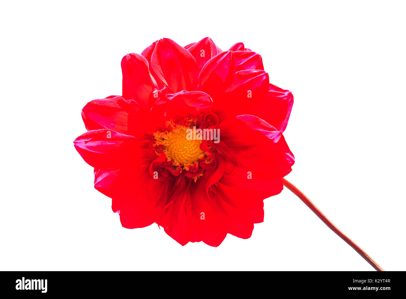 Flowerdetail Cut Out Stock Images & Pictures - Alamy