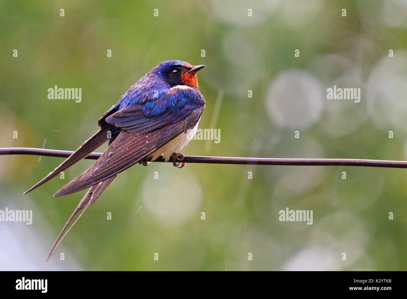 Adult swallow in spring hi-res stock photography and images - Alamy