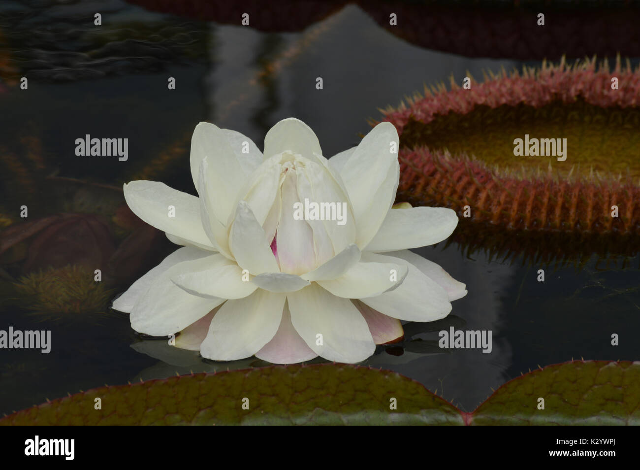 Lily pad surface hi-res stock photography and images - Alamy