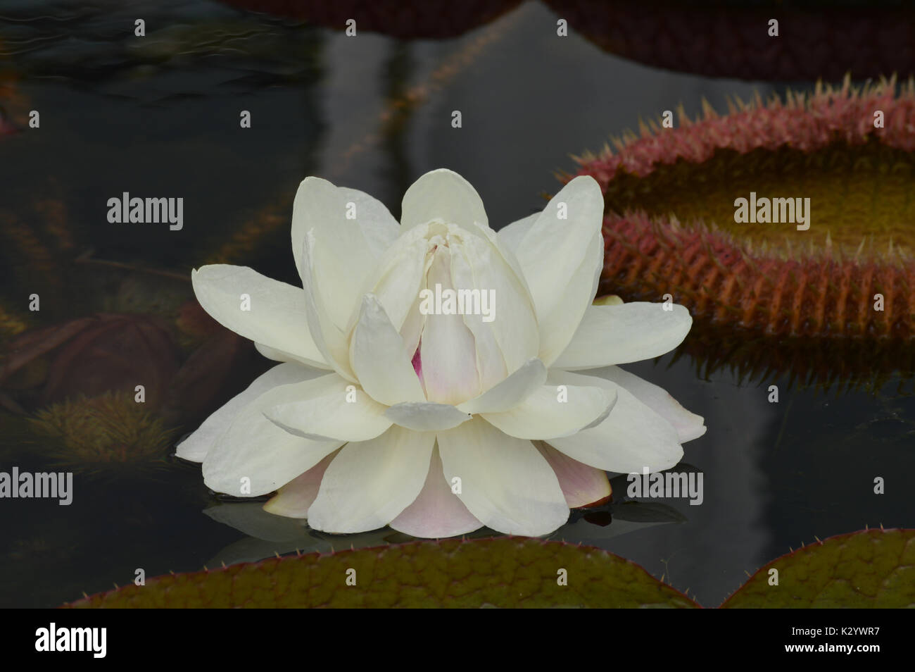Lily pad surface hi-res stock photography and images - Alamy
