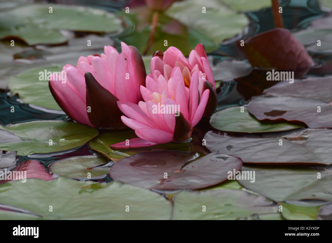 Lily pad in bloom hi-res stock photography and images - Alamy